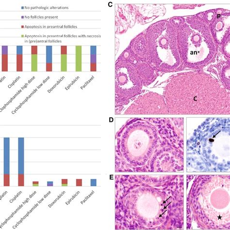 Histopathologic Findings In Ovaries Of Pregnant Mice Exposed To