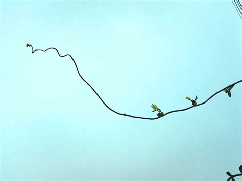 私には3人のおじいちゃんがいました。：米沢市の珈琲豆屋です！｜珈琲豆・うつわ・絵葉書「豆いち」