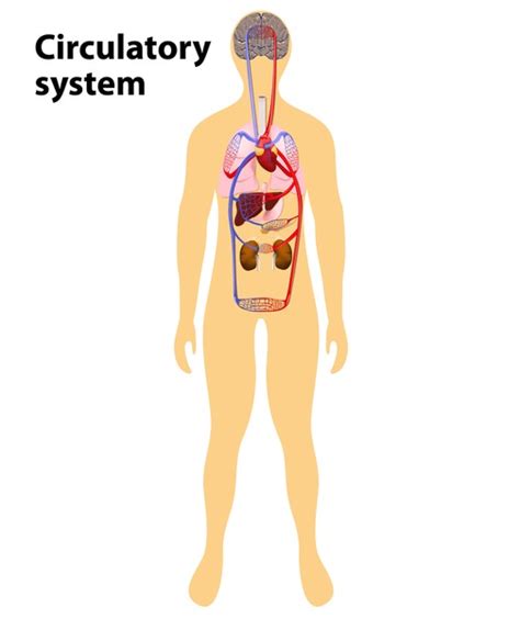 1 Hundred Cardiovascular System Respiration Royalty Free Images Stock