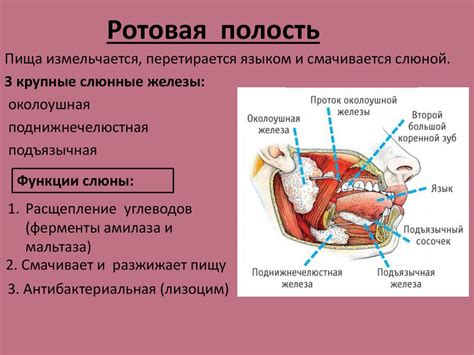 Органы пищеварения Зубы презентация онлайн