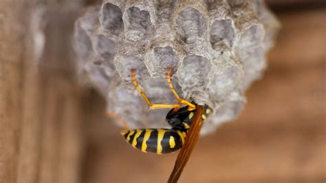 Ground Hornets And Wasp Nest In The Ground A N T Pest Control