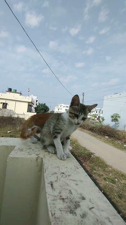 Cute Cat 🐈cat Catvideos Funnycatvideos Youtube