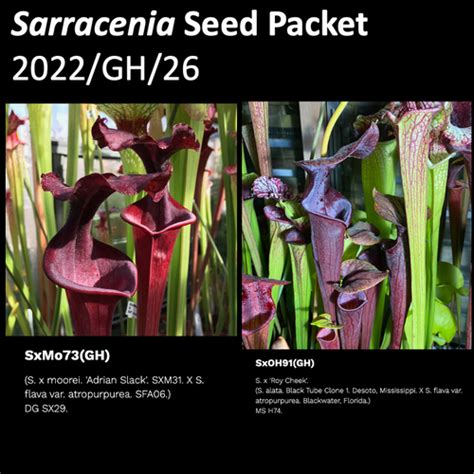Gh Sarracenia Seeds Mysite