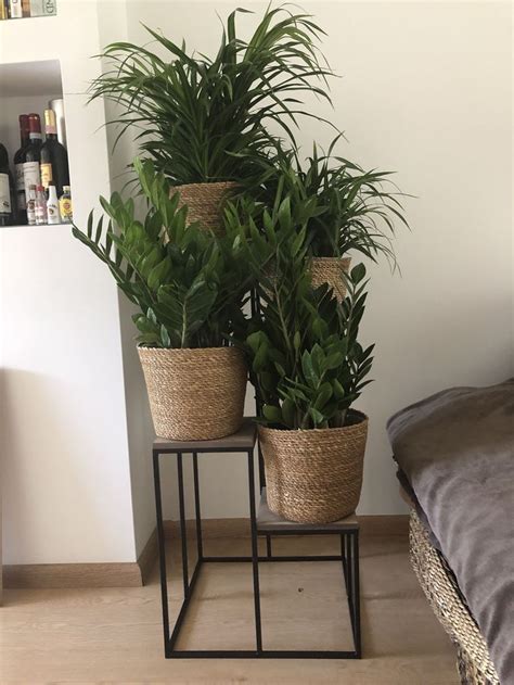 Modern Indoor Plant Styling Easy Care Tips