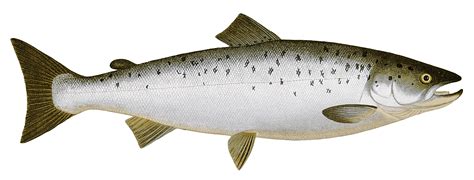 Suomen Kalat Kalatalouden Keskusliitto