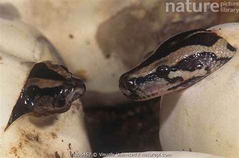 Hatchling Burmese Python