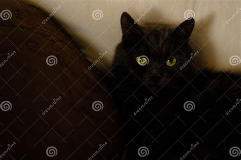 Sleepy Gray Cat Stretched His Paws Forward Domestic Lazy Kitty With