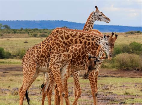 Cannundrums Masai Giraffe