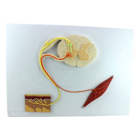 Buy Fhuili Neural Reflex Arc Model Human Anatomy Science Model