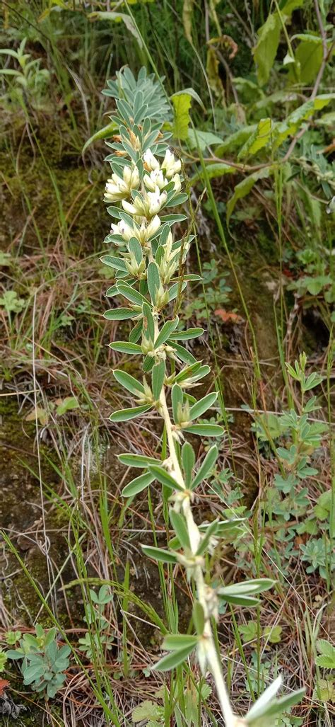 Lespedeza Juncea Var Sericea Eflora Of India