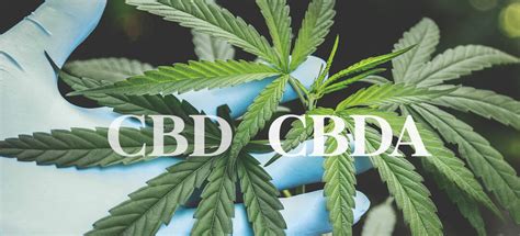 Cbd Vs Cbda Understanding Their Differences Soco Wellness
