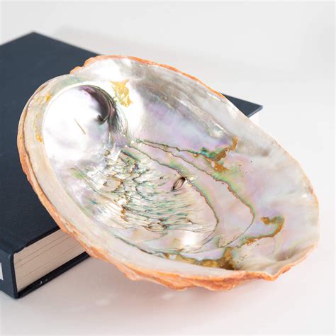 Abalone Shell Natural Specimen The Vintage Advisor