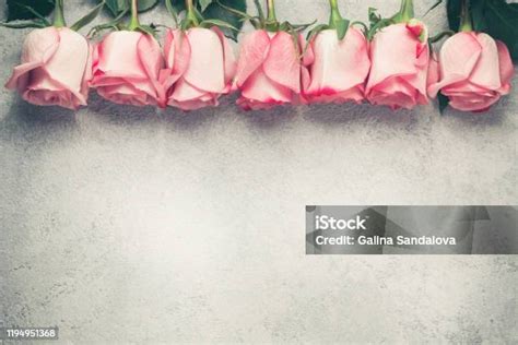 꽃꽂이 콘크리트 표면에 분홍색 장미의 행 디자인 또는 인사말 카드 템플릿 텍스트 복사 공간에 대한 장소 0명에 대한 스톡 사진
