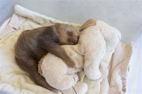 How Much Do Sloths Sleep The Sloth Conservation Foundation