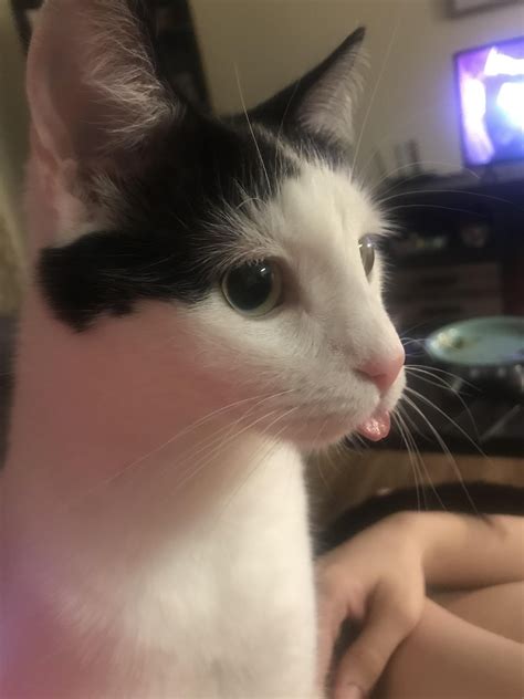 The Very Definition Of A Blep With Big Ol Eyes Rblep