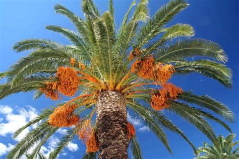 Coconut Tree Vs Palm Tree How To Identify The Difference Fallsgarden