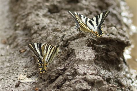 スペインオナガタイマイIphiclides feisthamelii