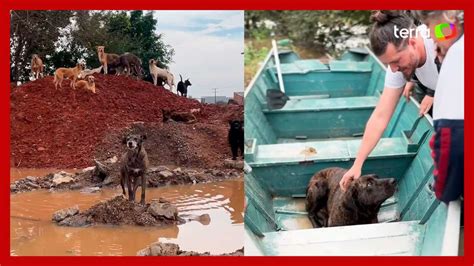Mais de 3 mil animais ilhados por enchentes são resgatados no Rio