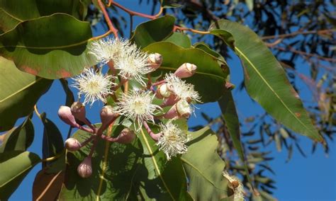 12 Plants That Smell Like Lemon Names And Photos