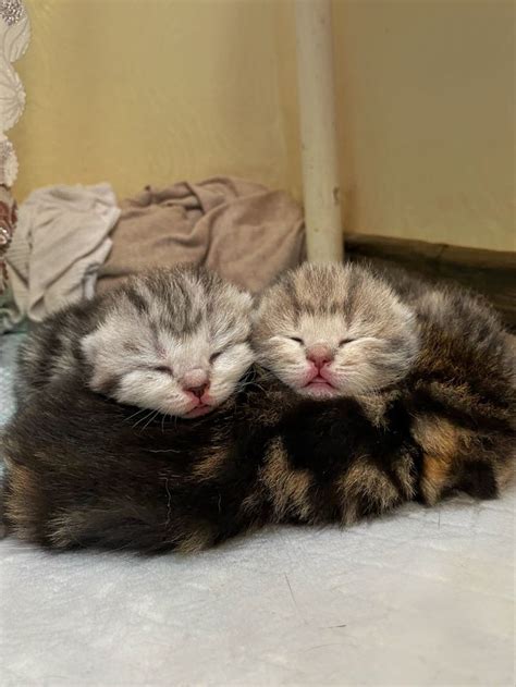 Маленькие котята в 2025 г Котята Очаровательные котята Милые котики