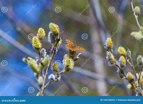 A Butterfly Polygonia C Album On Pussy Willow Branches With Catkins