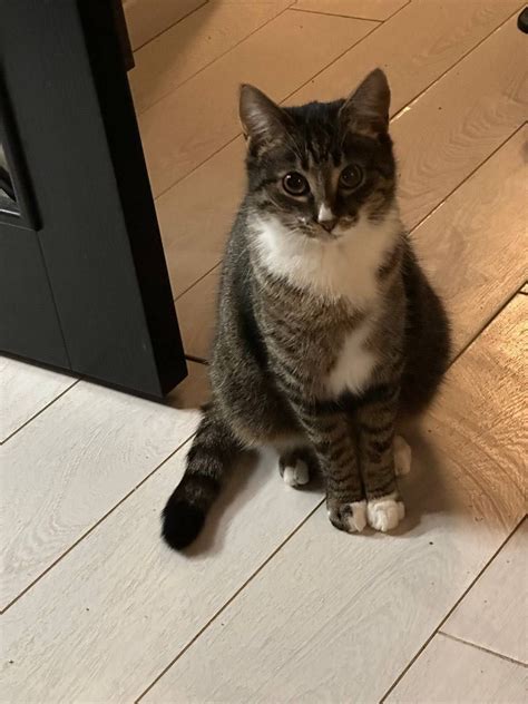 Ніжна муркотуля гарна киця стерилізована Безкоштовно Безкоштовно