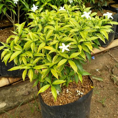Jual Bunga Rombusa Tanaman Hias Rombusa Sudah Berbunga Bunga
