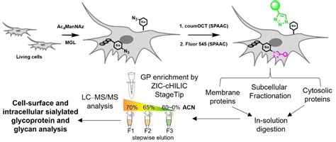 Site‐specific And Multiple Fluorogenic Metabolic Glycan Labeling And Glycoproteomic Profiling In