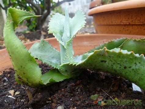 Agave Gypsophila