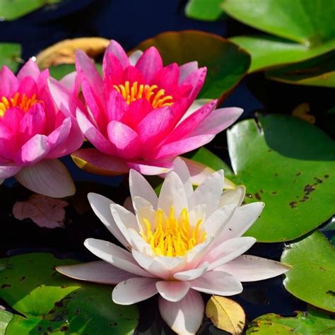 Lotus Mall Of Gardens