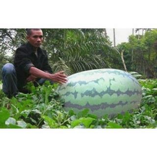 Jual Biji Benih Semangka Raksasa F Import Biji Semangka Jumbo Panci Shopee Indonesia