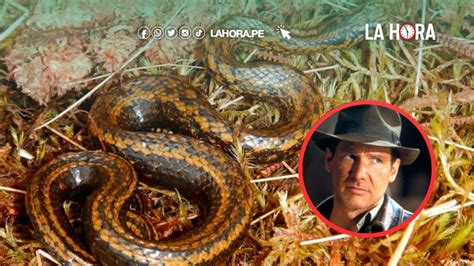 Descubren nueva serpiente en Perú y la nombran en honor a Harrison Ford