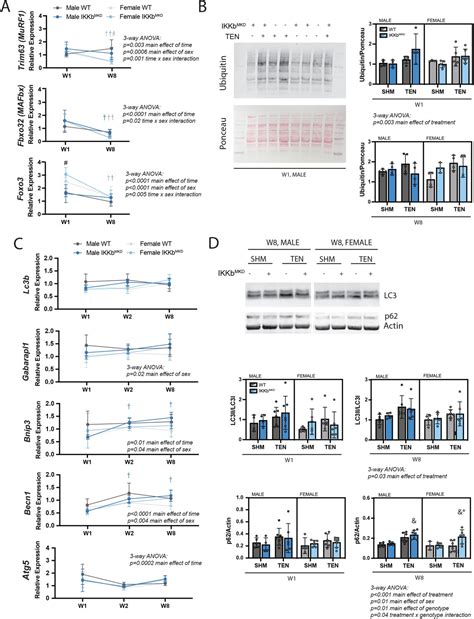 Figures And Data In Tenotomy Induced Muscle Atrophy Is Sex Specific And