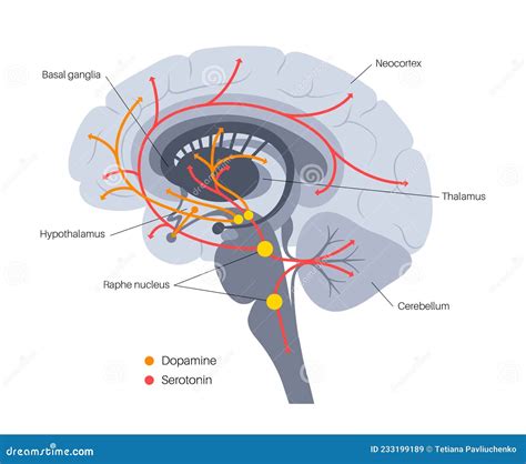Serotonin And Dopamine Pathway Cartoon Vector