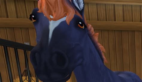 Którego Konia Kupisz Jeszcze W Tym Roku Na Sso Konie 1 Gen Samequizy