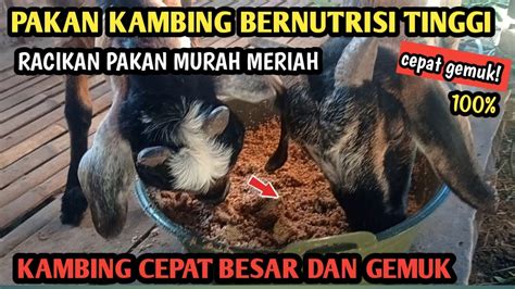 Pakan Kambing Bernutrisi Tinggi Agar Kambing Cepat Gemuk Youtube