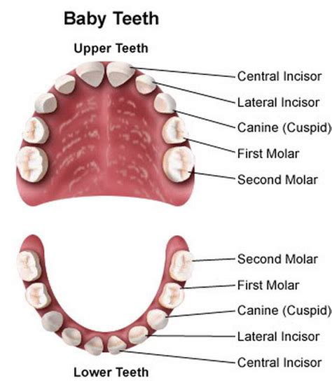 Primary Dentition News Dentagama