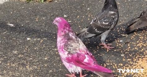 Video Lielbritānijā Manīts Rozā Balodis Iedzīvotāji Samulsuši