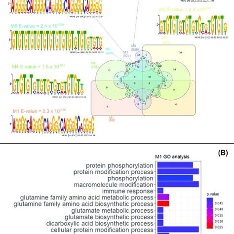 Mast Motif Analysis And Functional Analysis Of Mast Gene Clusters A