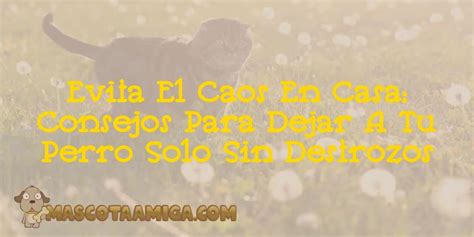 Evita El Caos En Casa Consejos Para Dejar A Tu Perro Solo Sin Destrozos En Marzo Del