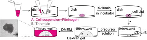 Schematic Diagram Of The Formation Of A Cell Clot Embedded In The