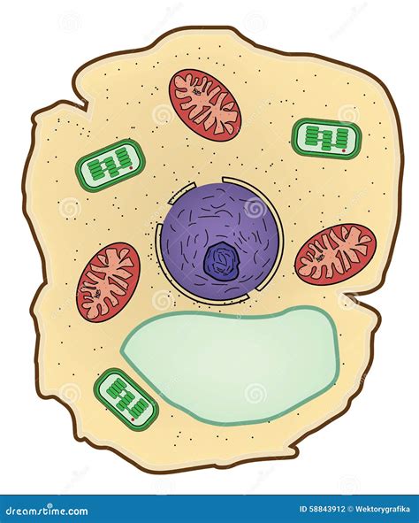 Vector Illustration Of Plant Cell Structure Anatomy Of Cell Stock