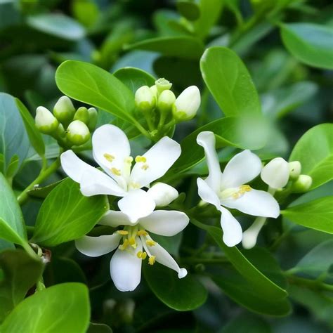 七里香图片高清