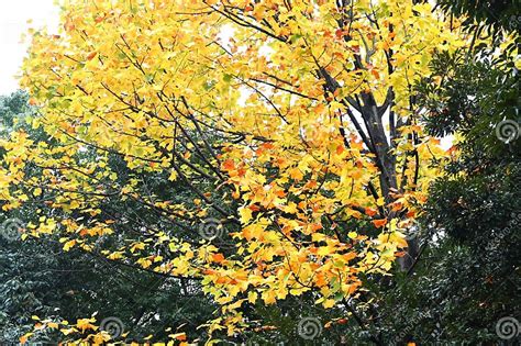 American Tulip Tree Magnoliaceae Deciduous Tree Stock Image Image Of