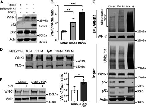 Ubr5 Is A Novel Regulator Of Wnk1 Stability Pmc