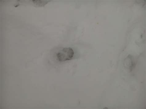 Гурток Юні лісівники Вивчаємо сліди тварин