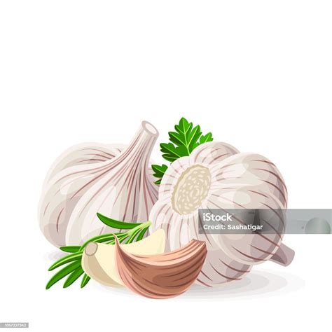 마늘 두 전체와 백색에 고 수 파 슬 리 로즈마리와 조각 벡터 일러스트입니다 아니 그라디언트 마늘에 대한 스톡 벡터 아트 및