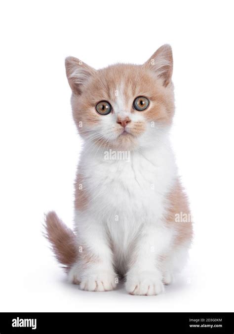 Orange British Shorthair Cats