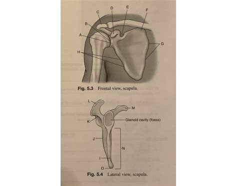 Pa Oblique Scapular Y Position — Printable Worksheet