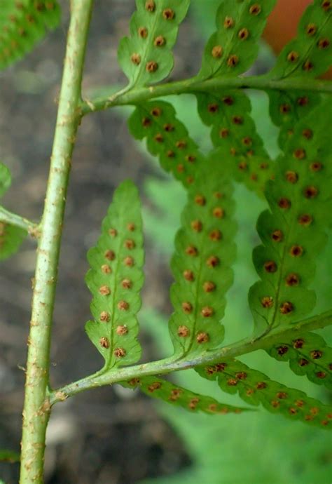 Dryopteris Celsa Log Fern North Carolina Extension Gardener Plant